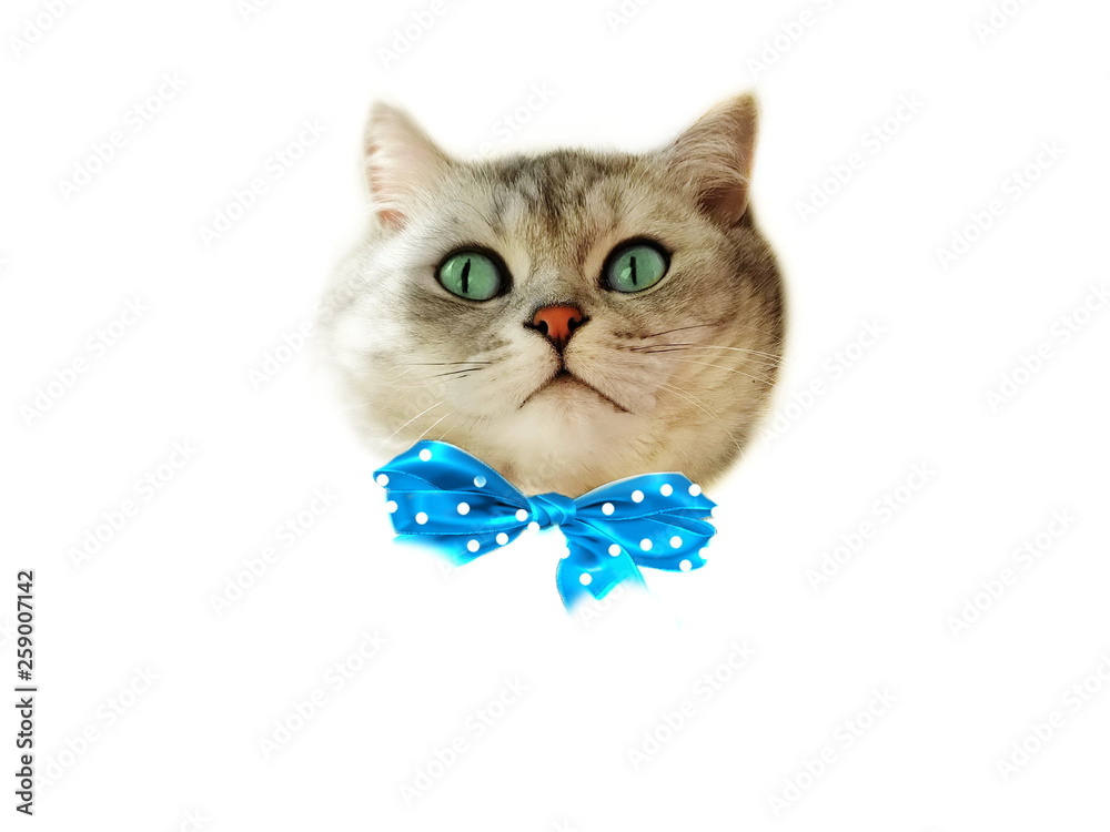 Relaxed Cute Animals