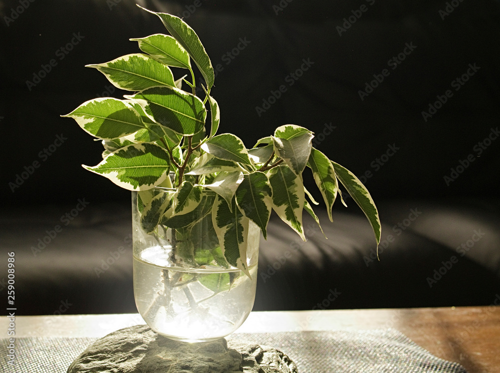 Variegated Ficus in a glass jar on a decorative stone in a dark room ...