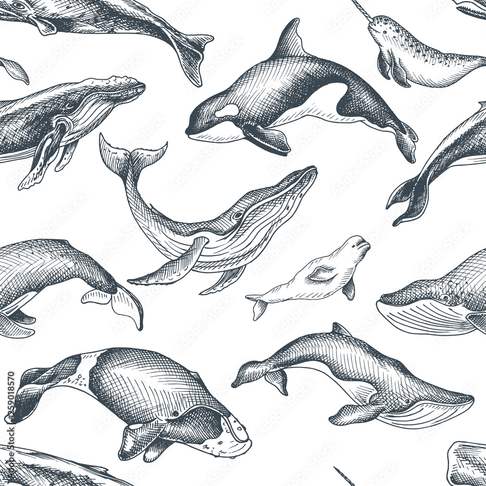 Pattern with whale. Hand drawn vector illustration with wildlife ...