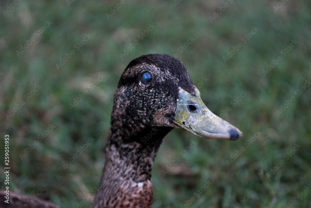 Mallard Duck Face