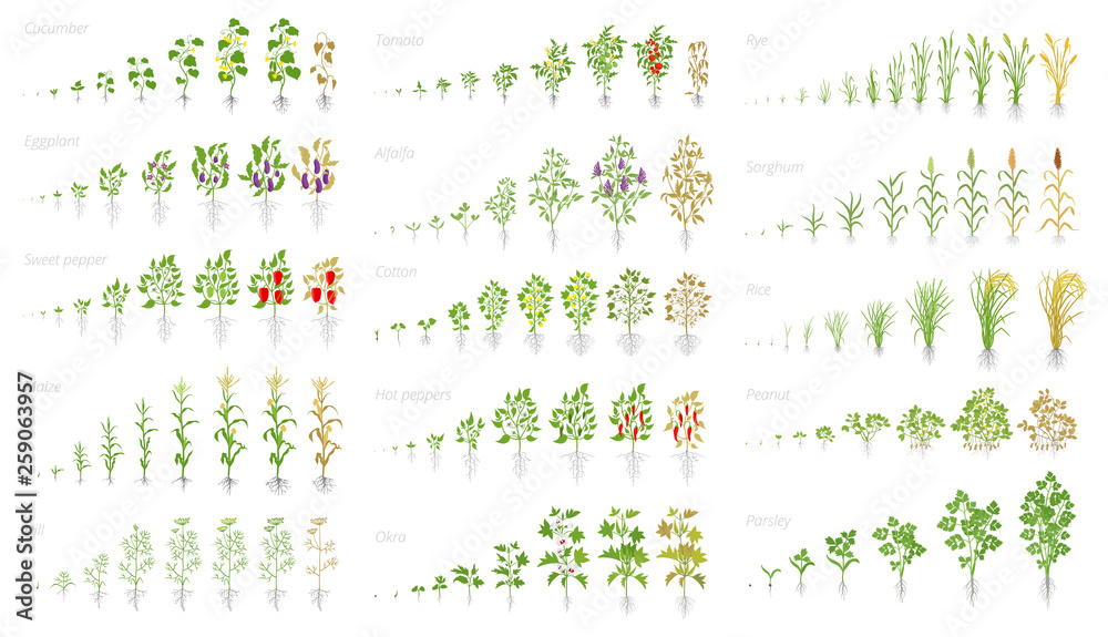 Agricultural plant, growth set animation. Cucumber tomato eggplant ...