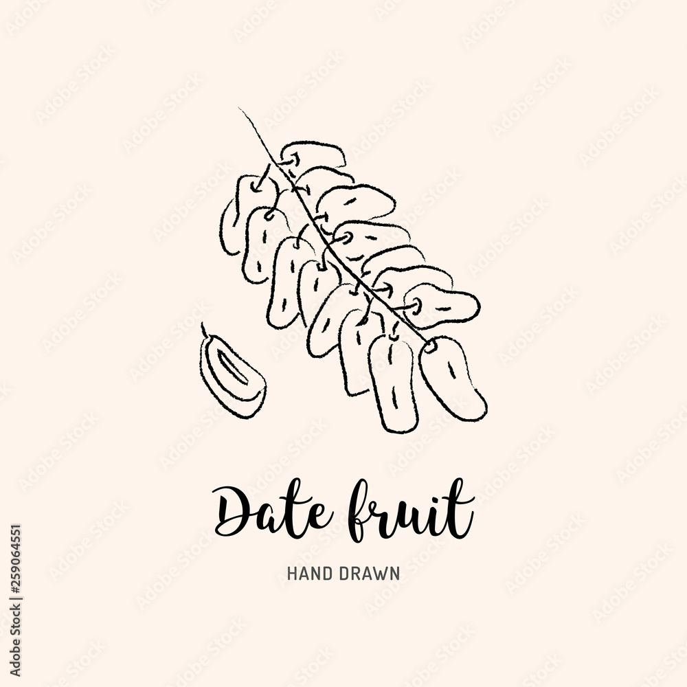 Date fruit drawing, dried dates. Sketch of dates on isolated white ...