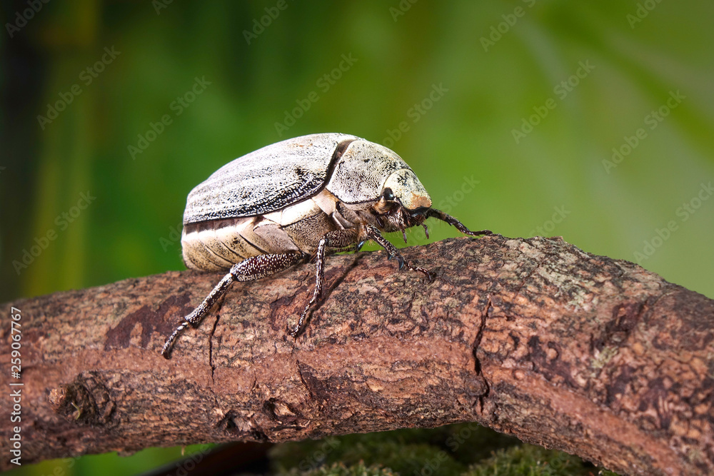 Edible insects : White grub beetle (Lepidiota stigma Fabricius), edible ...