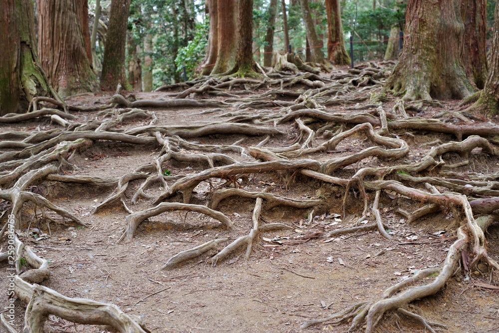 日本の京都の鞍馬寺の木の根道 Stock Photo | Adobe Stock