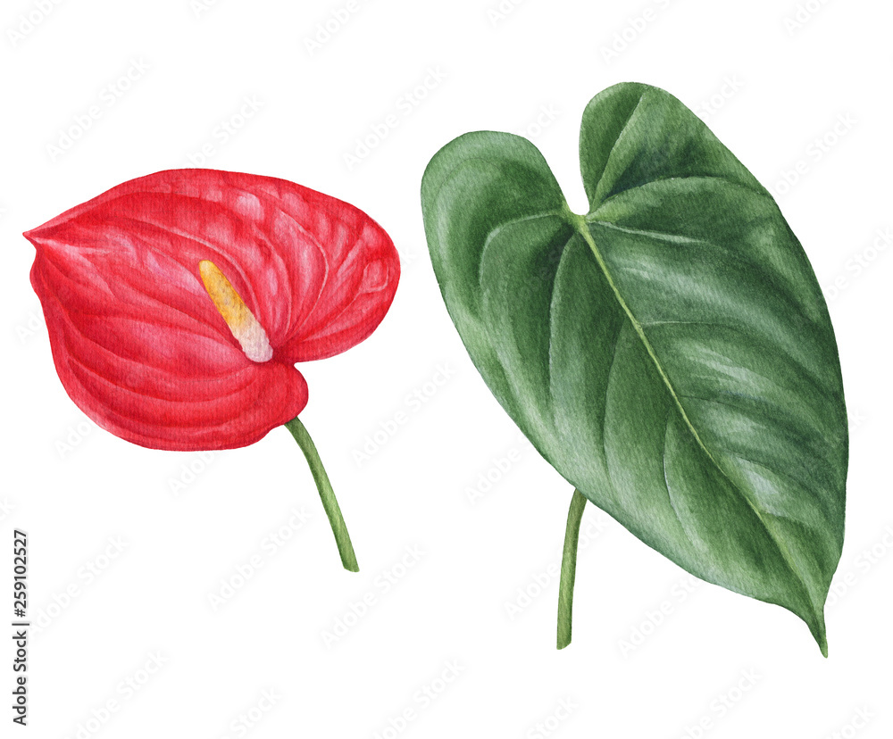 Anthurium Flower Drawing