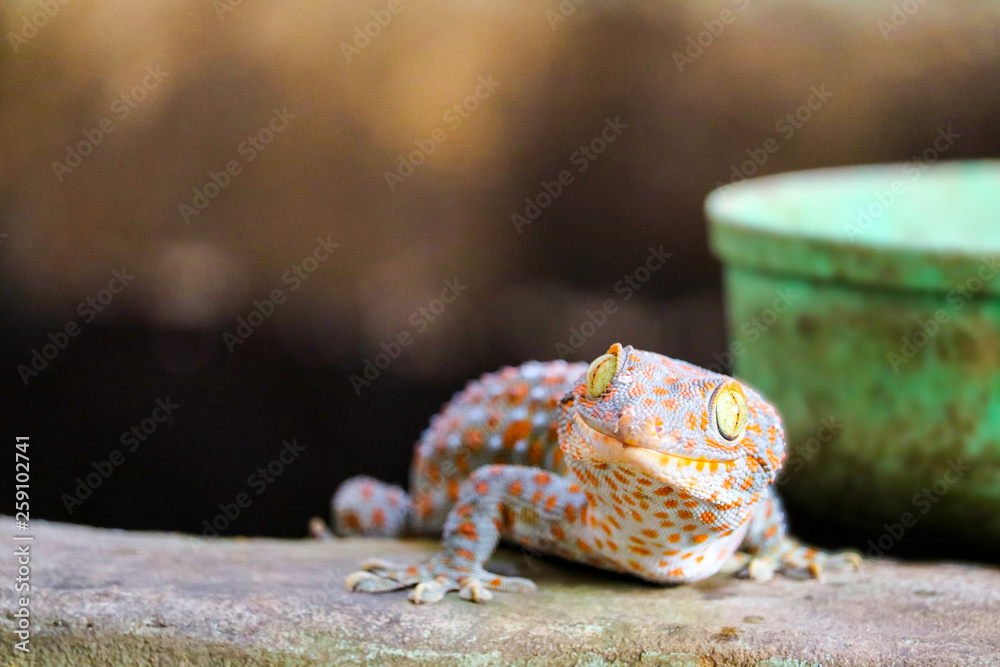 gecko fell from the wall into water tank and climbed on edge of the ...