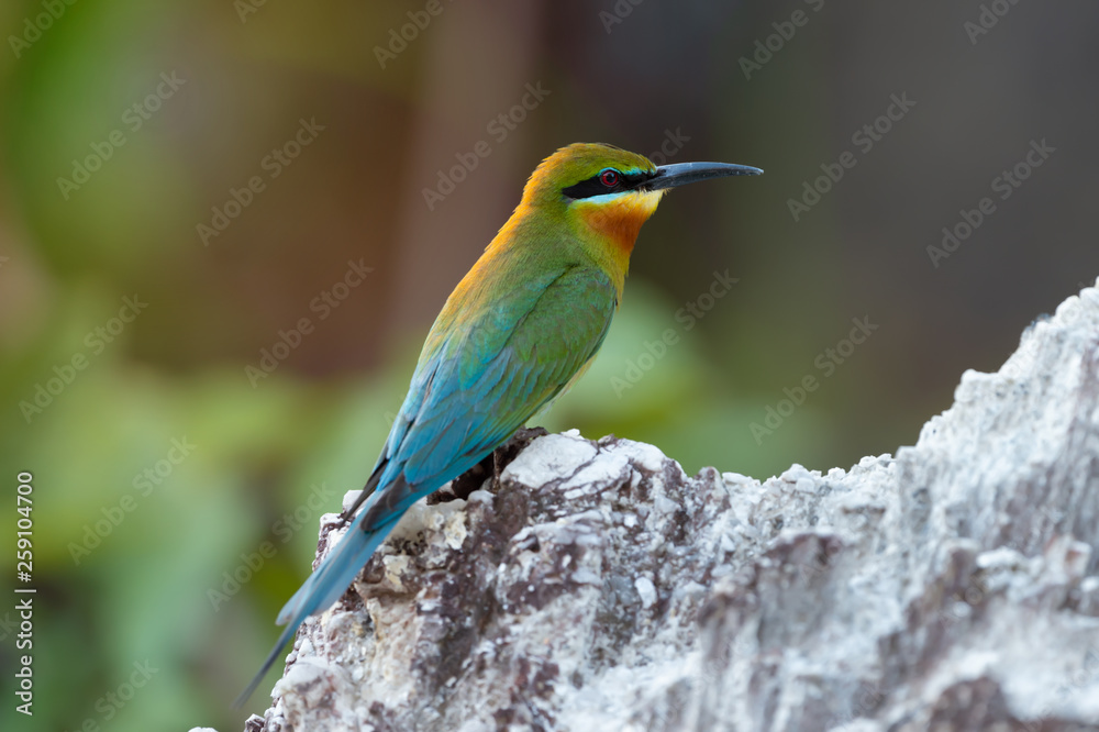 Colorful bird behavior and habitat,rim light effect..Blue tail bee eater bird perching on the ...