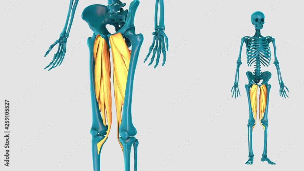 Medial compartment of thigh-on a white background-3D HUMAN MUSCLE ATLAS ...