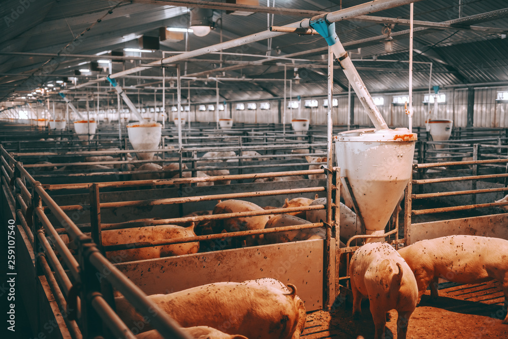 Picture of lots of fat adult pigs eating at animal barn. Meat ...