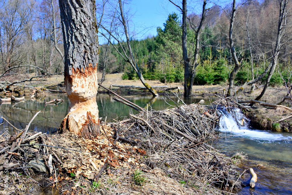 Tree cut by beavers. Work of beaver in forest. Tree is gnawed off ...