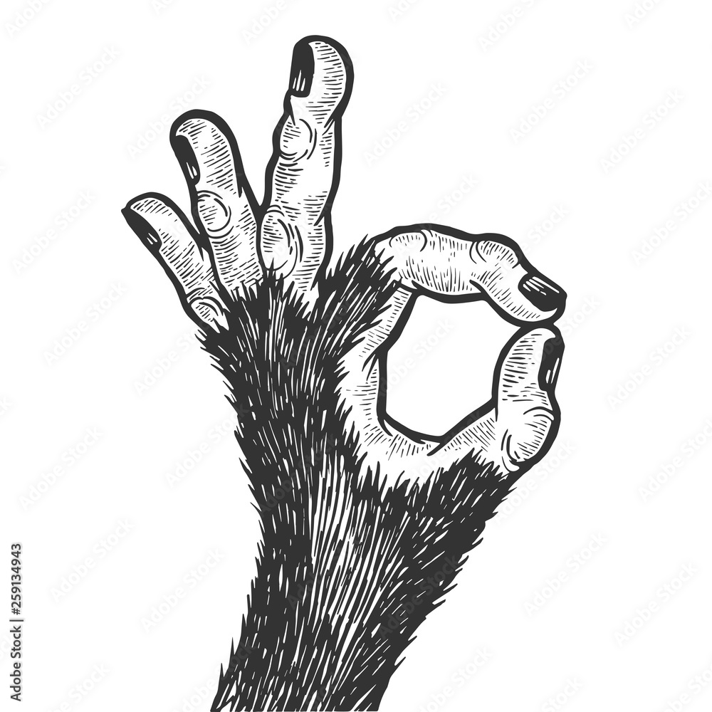 Monkey animal hand with ok gesture sketch engraving vector illustration ...