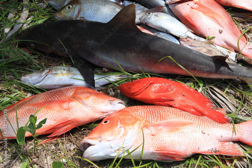 sea fishing in the Seychelles, caught catch - red perch, shark ...