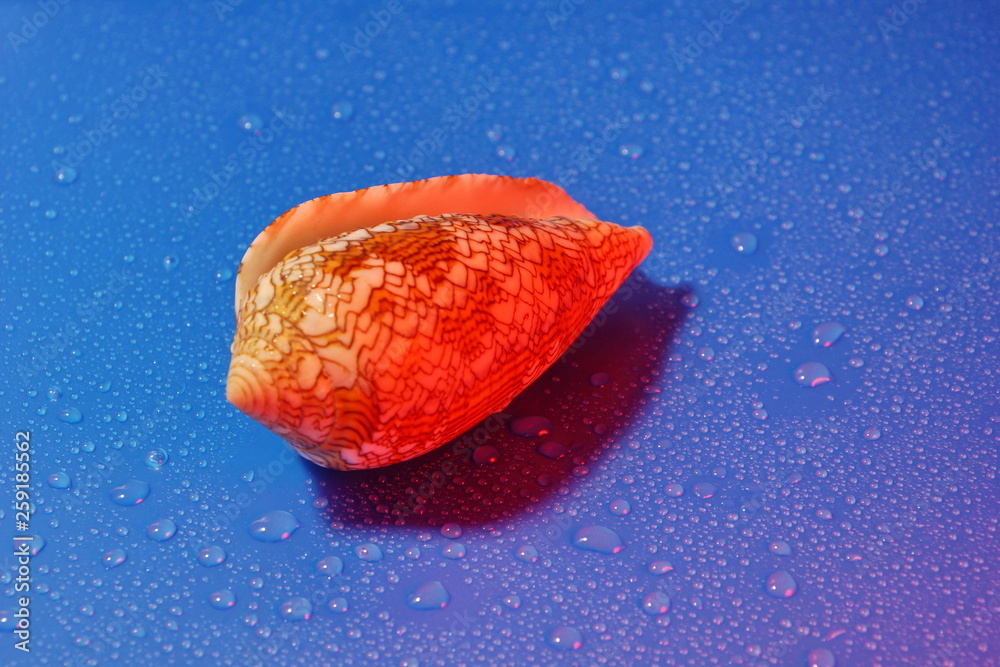 conus textile seashell poisonous clam blue water drop background Stock ...