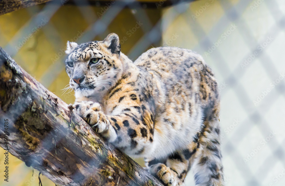 Snow Leopard Claws