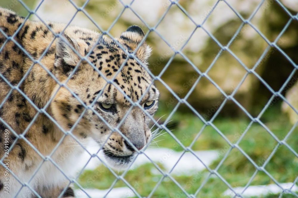 Rare snow leopard held captive in a zoo cage. Concept of animal rights ...