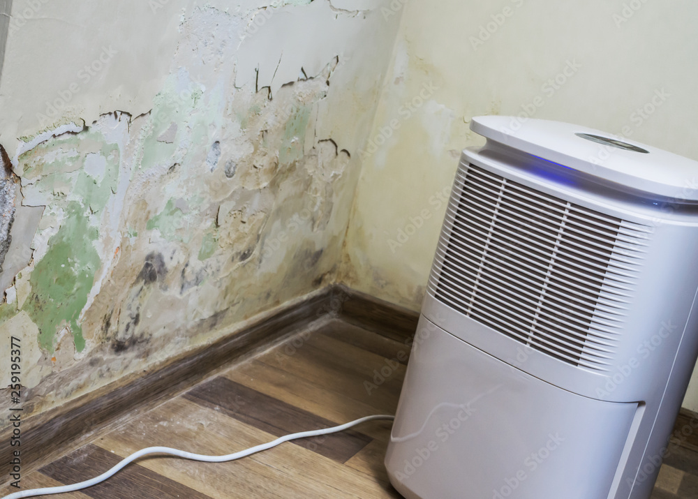 Mold and toxic fungus growth on a damaged interior wall due to high ...