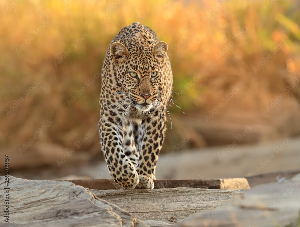 African Leopard Profile