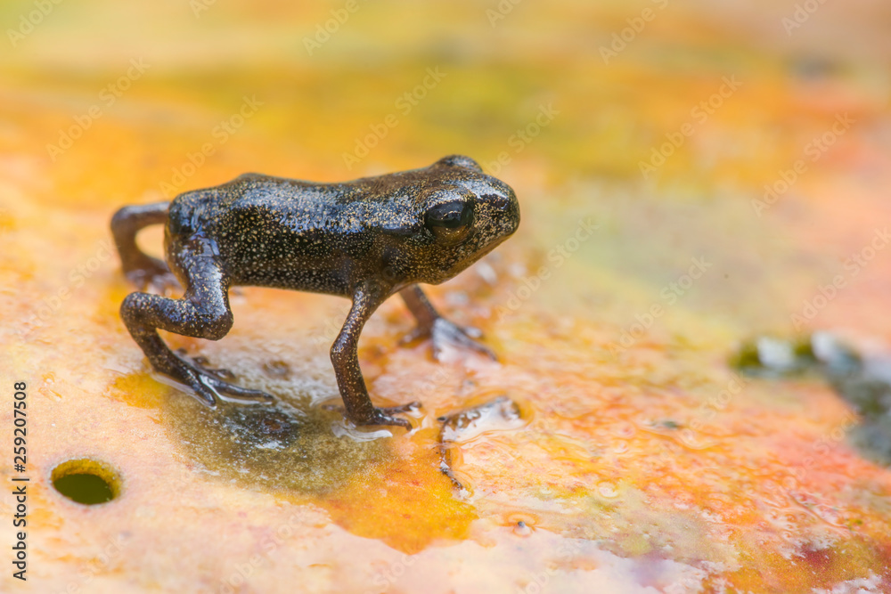 Froglet In Water
