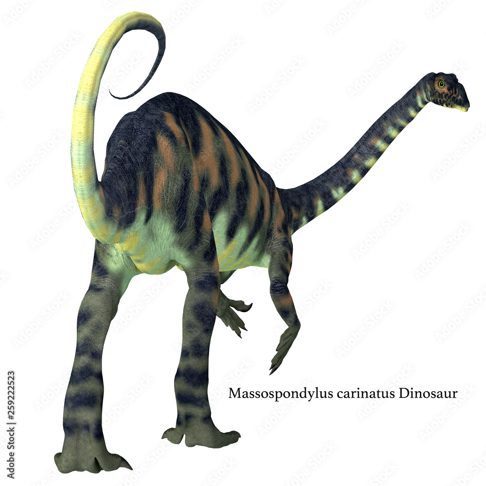 Massospondylus Dinosaur Tail with Font - Massospondylus was a ...