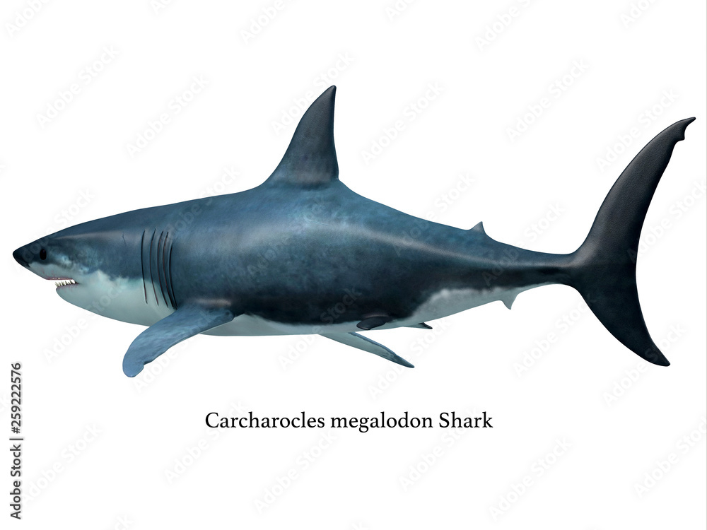 Megalodon Predator Shark Tail with Font - Megalodon was an enormous ...