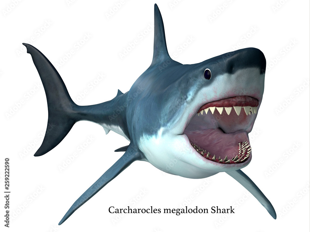 Megalodon Predator Shark with Font - Megalodon was an enormous ...