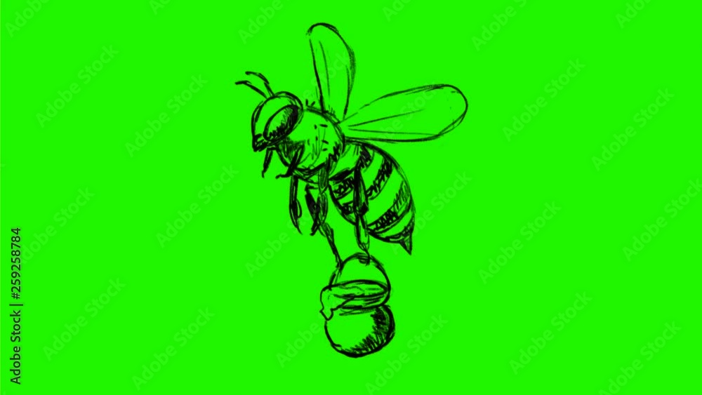 2d Animation motion graphics drawing of a honeybee, bumblebee or bee ...