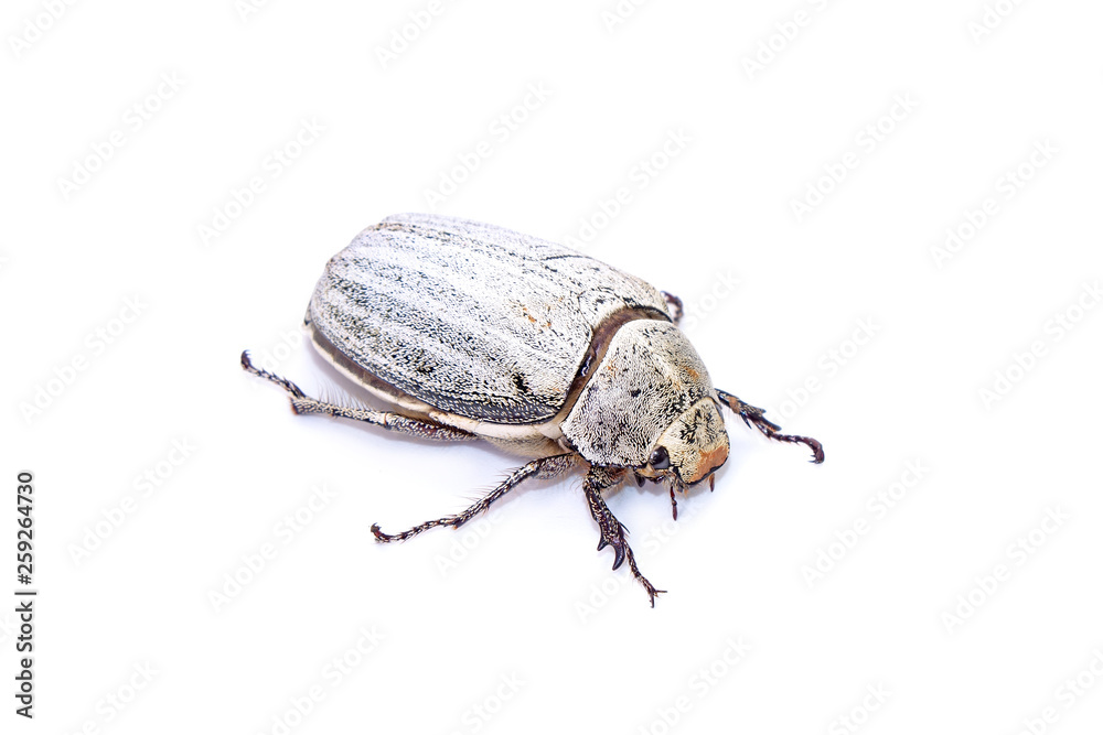 Edible insects : White grub beetle (Lepidiota stigma Fabricius), edible ...