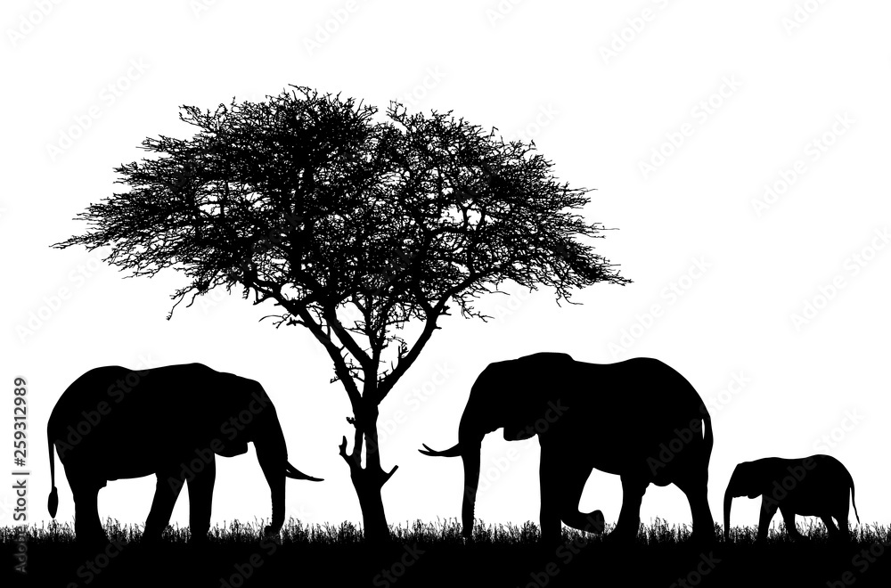 Safari Tree Silhouette Vector