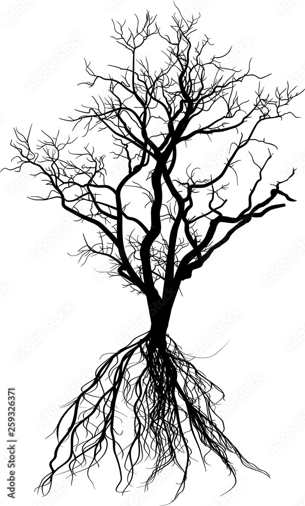 Bare Tree Drawing With Roots