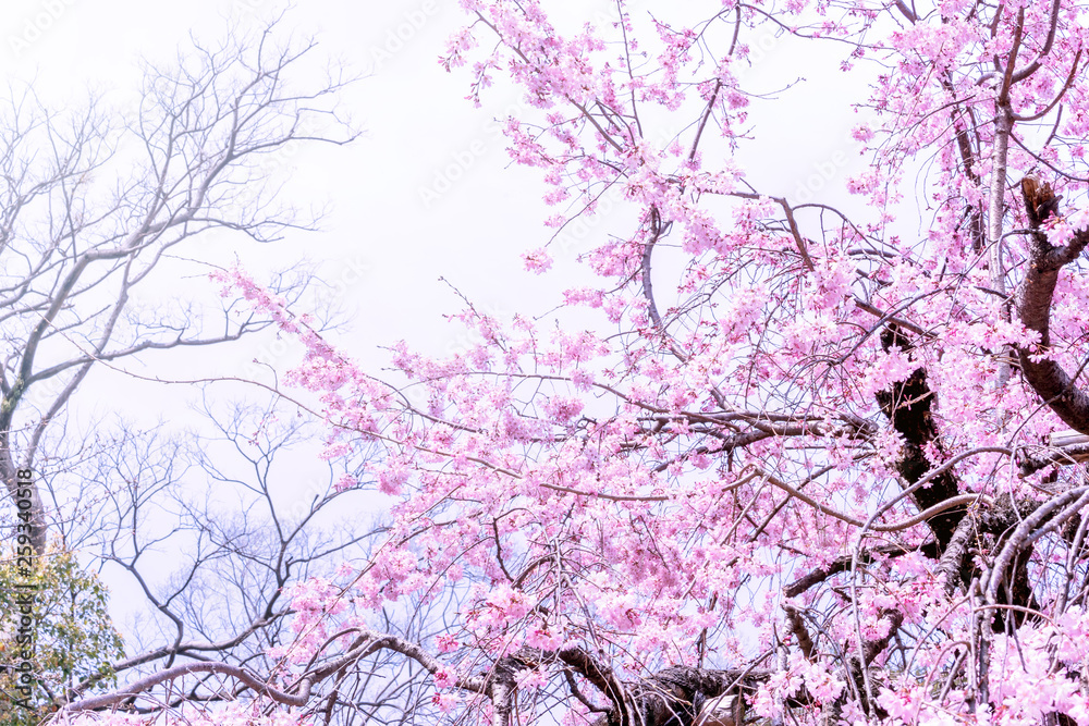 Foto de Beautiful cherry blossoms sakura tree bloom in spring in the ...