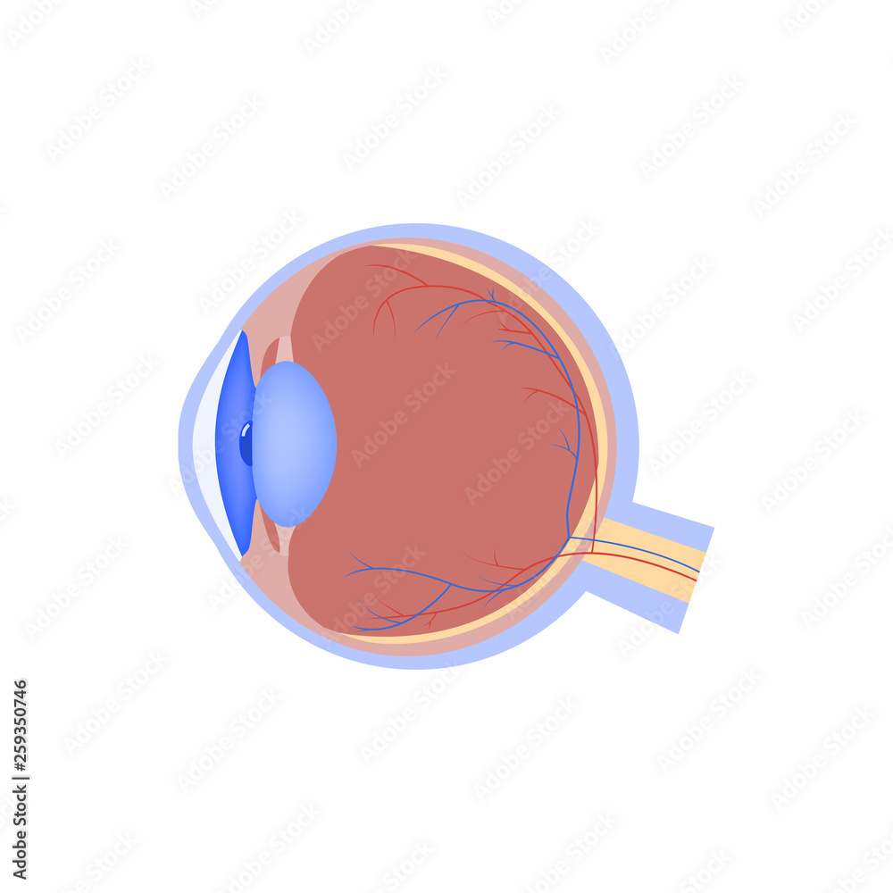 Eyeball vector flat icon, human organ, eye anatomy, medical vector ...