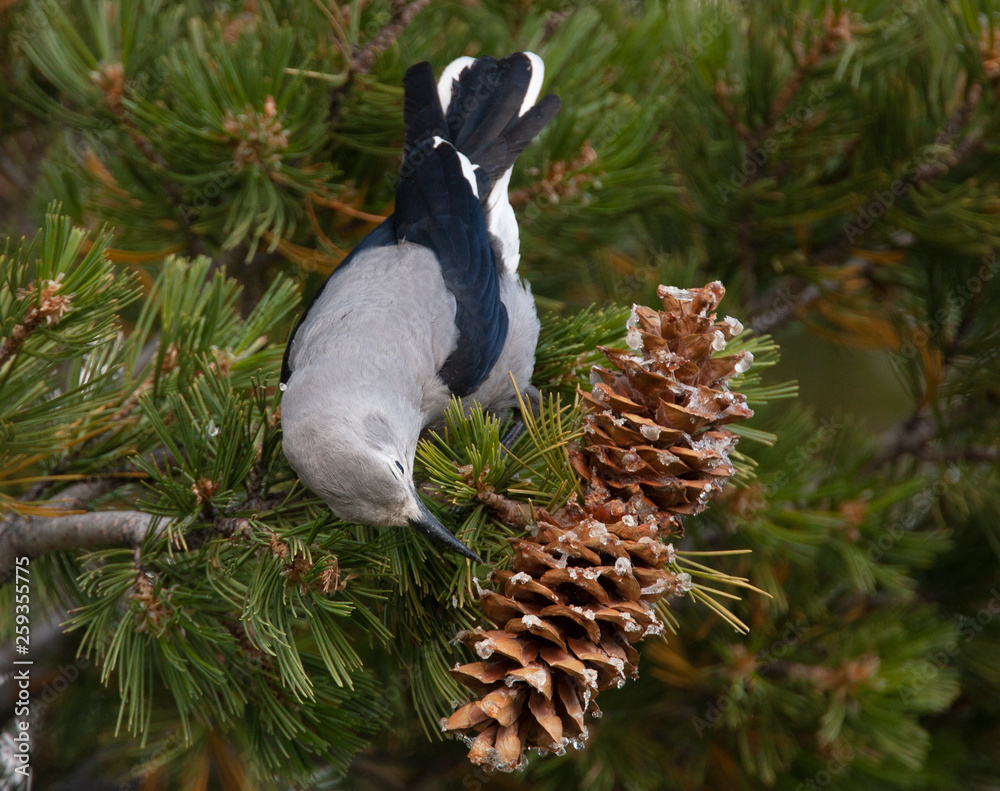 Clark's Nutcracker in Yellowstone National Park in Wyoming Stock Photo ...