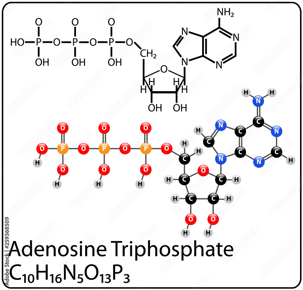 Atp Molecule Parts