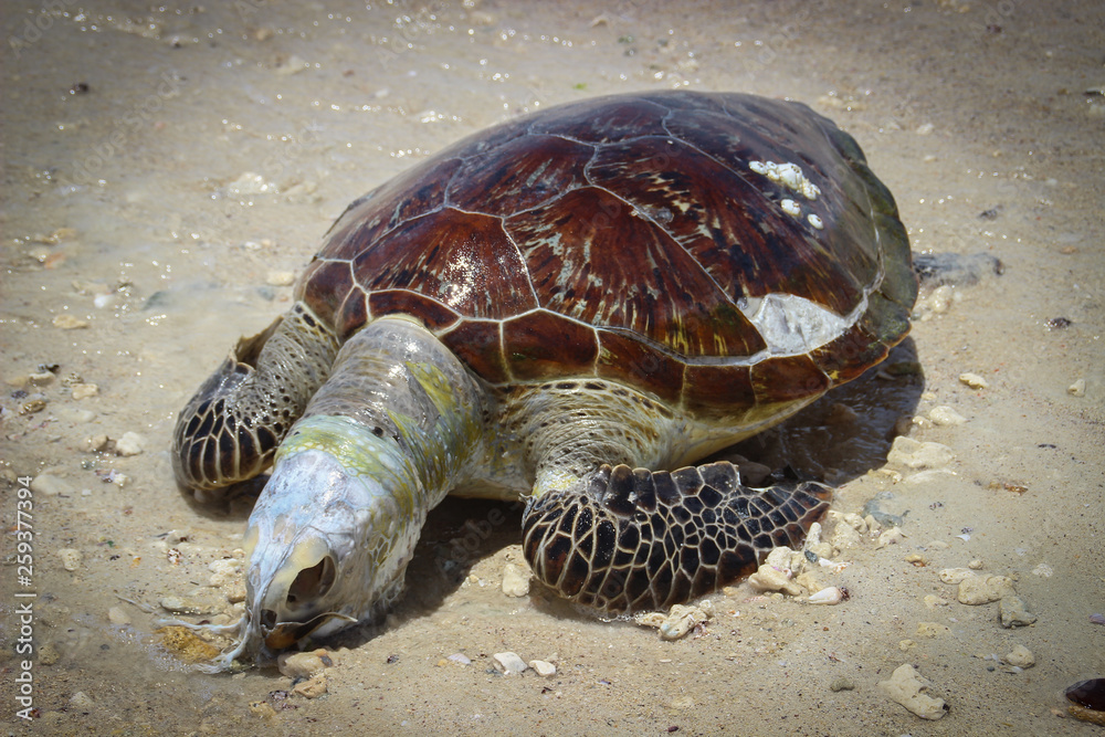 Dead body of a sea turtle with a skull, flippers and beautiful shell on ...