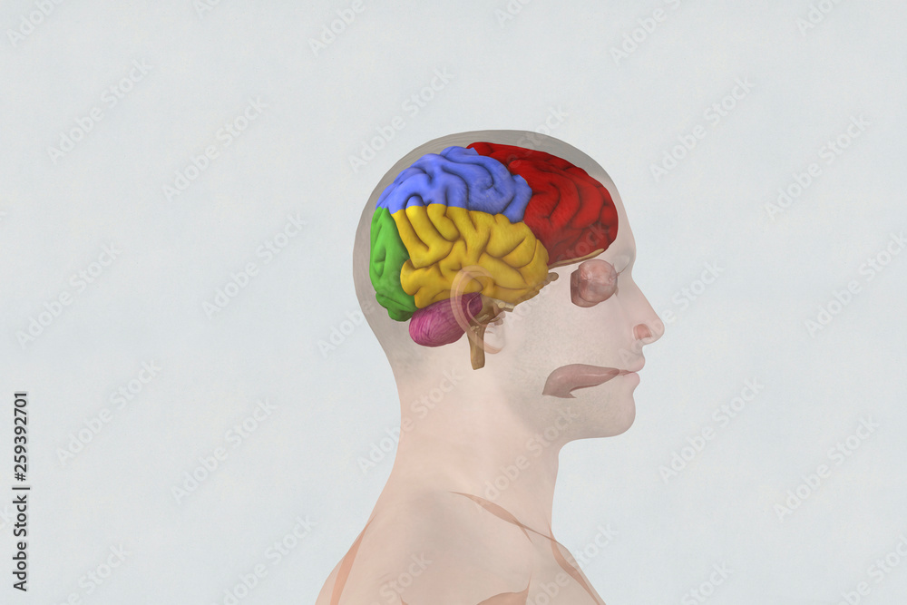 The layout of the human brain. Side view. White paper background Stock ...