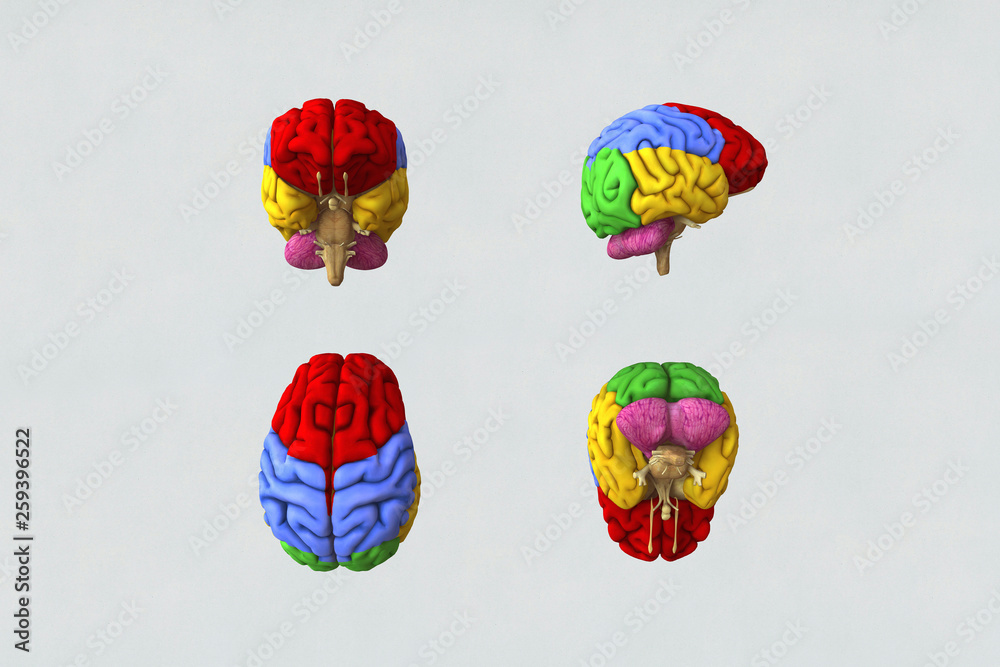 The human brain. Diagram. White paper background Stock Illustration ...