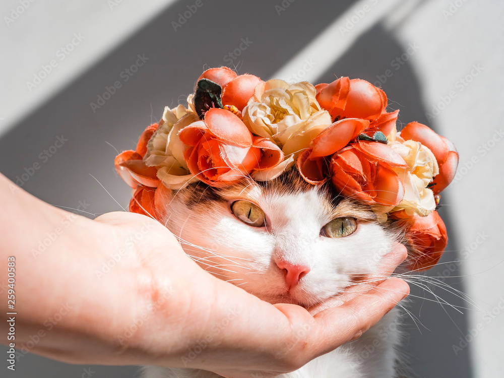 Beautiful Calico Cat with a wreath on his head. Cute kitty sits in ...