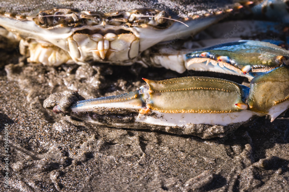blue crab photographed on the beach, crustacean photo in high ...