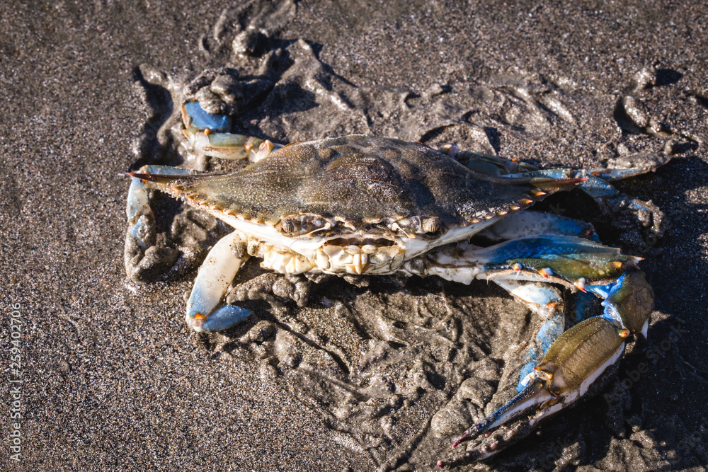 blue crab photographed on the beach, crustacean photo in high ...