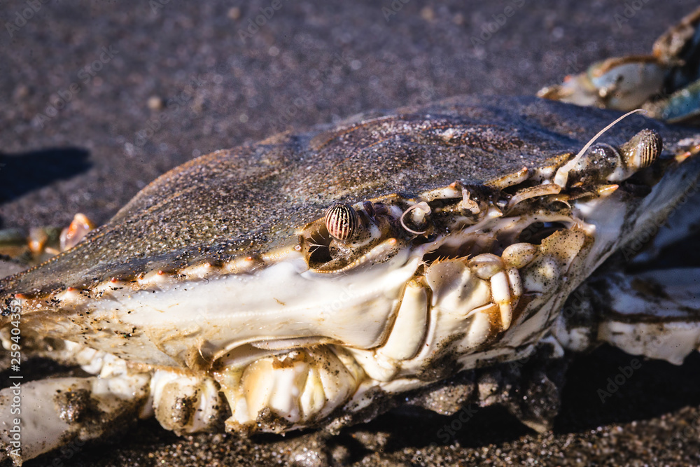 blue crab photographed on the beach, crustacean photo in high ...