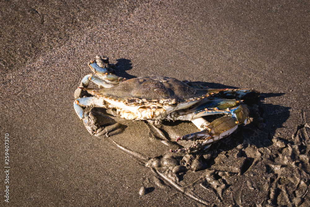 blue crab photographed on the beach, crustacean photo in high ...