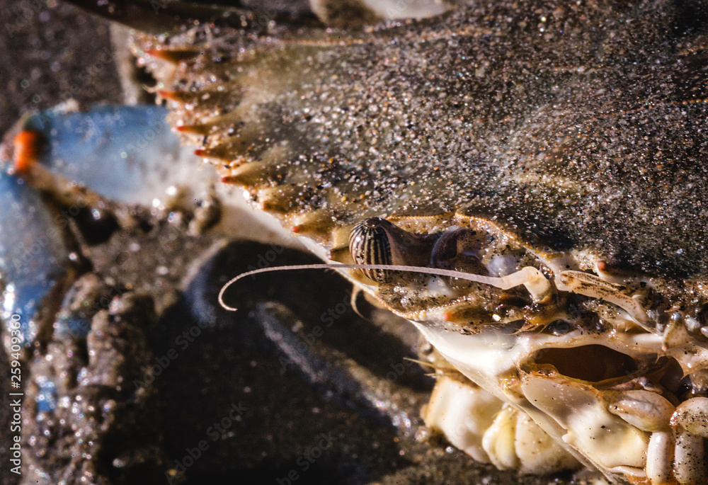 blue crab photographed on the beach, crustacean photo in high ...