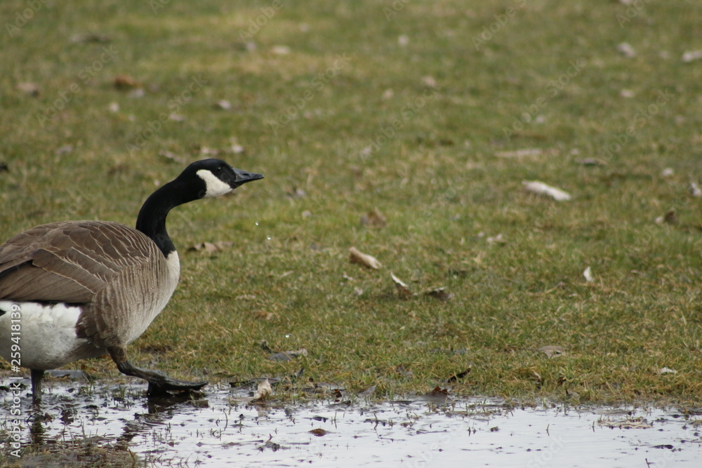 The Canada goose is a large wild goose species with a black head and ...