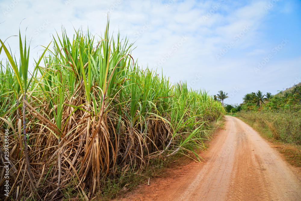 Sugar cane tree growing in the sugarcane field farm with blue sky and ...