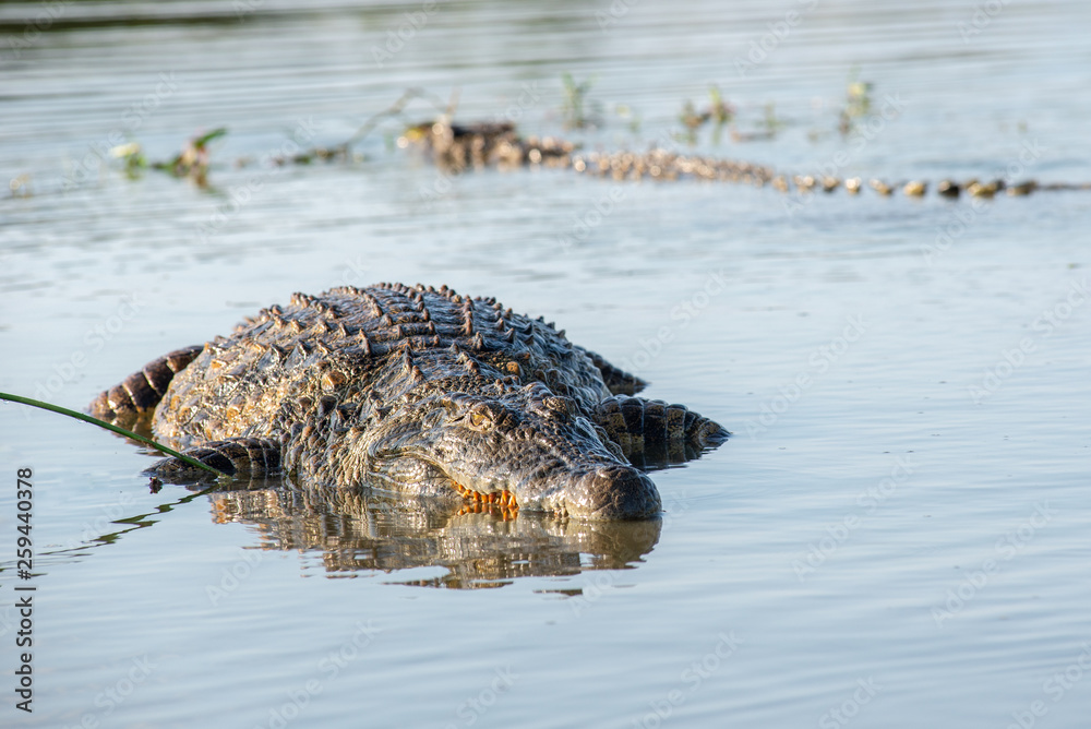 Crocodile in shallow water Stock Photo | Adobe Stock