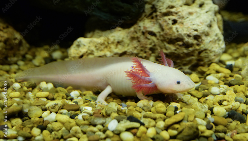 Axolotl swimming underwater marine life fish tank aquarium / white ...