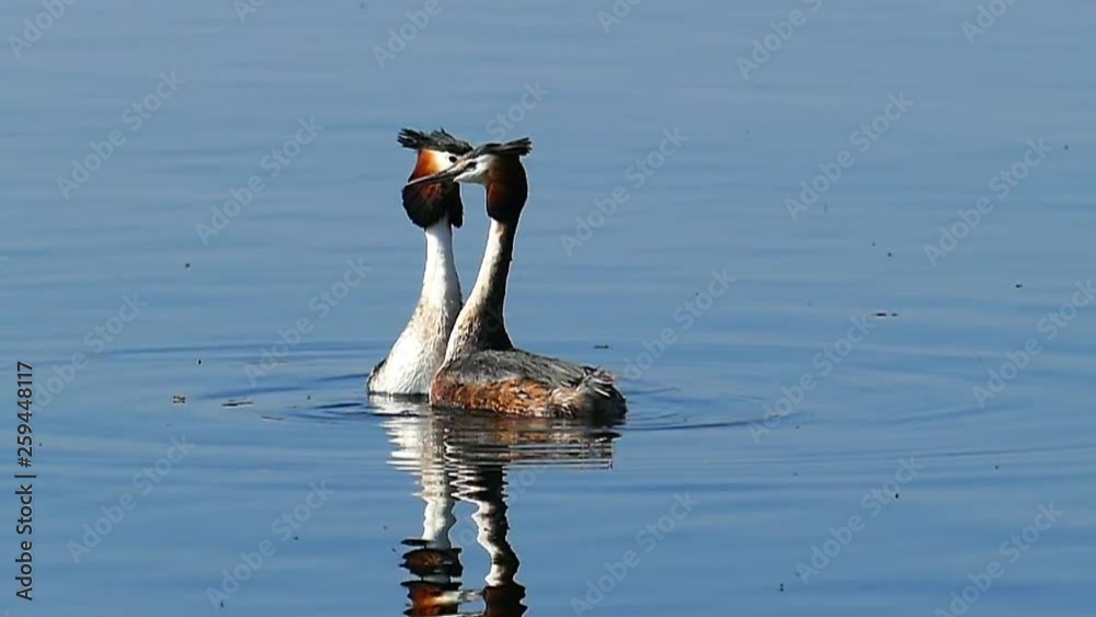 Two ducks kiss on smooth water. Wildlife slow motion. The interactions ...