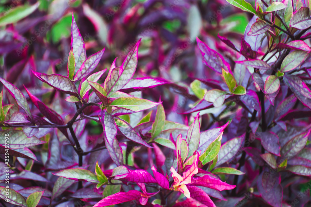 purple leaf ground cover in the garden Stock Photo | Adobe Stock