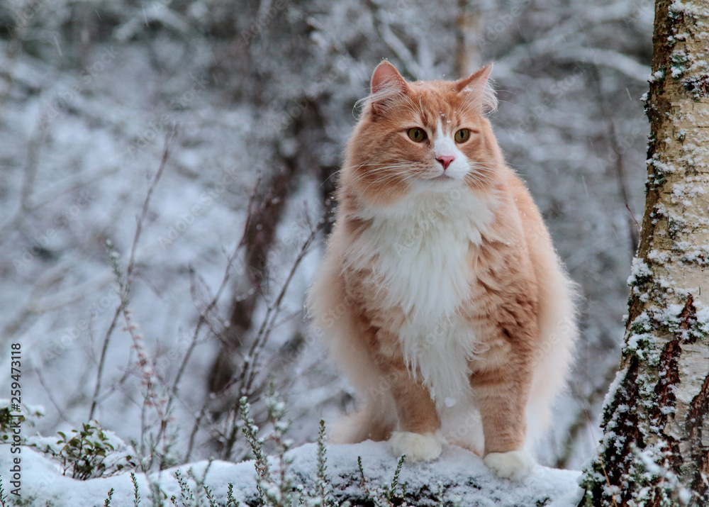 Norwegian Forest Cat Ginger