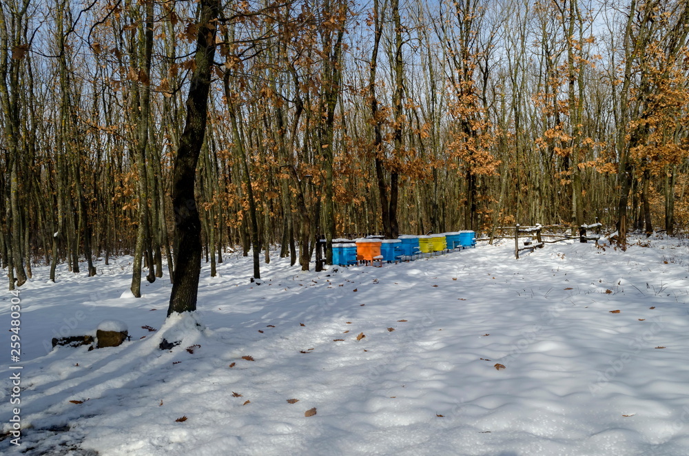 Snowy view toward apiary with bee hive in the winter field at deciduous ...